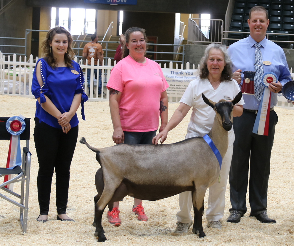 Alpine - American Dairy Goat Association National Show