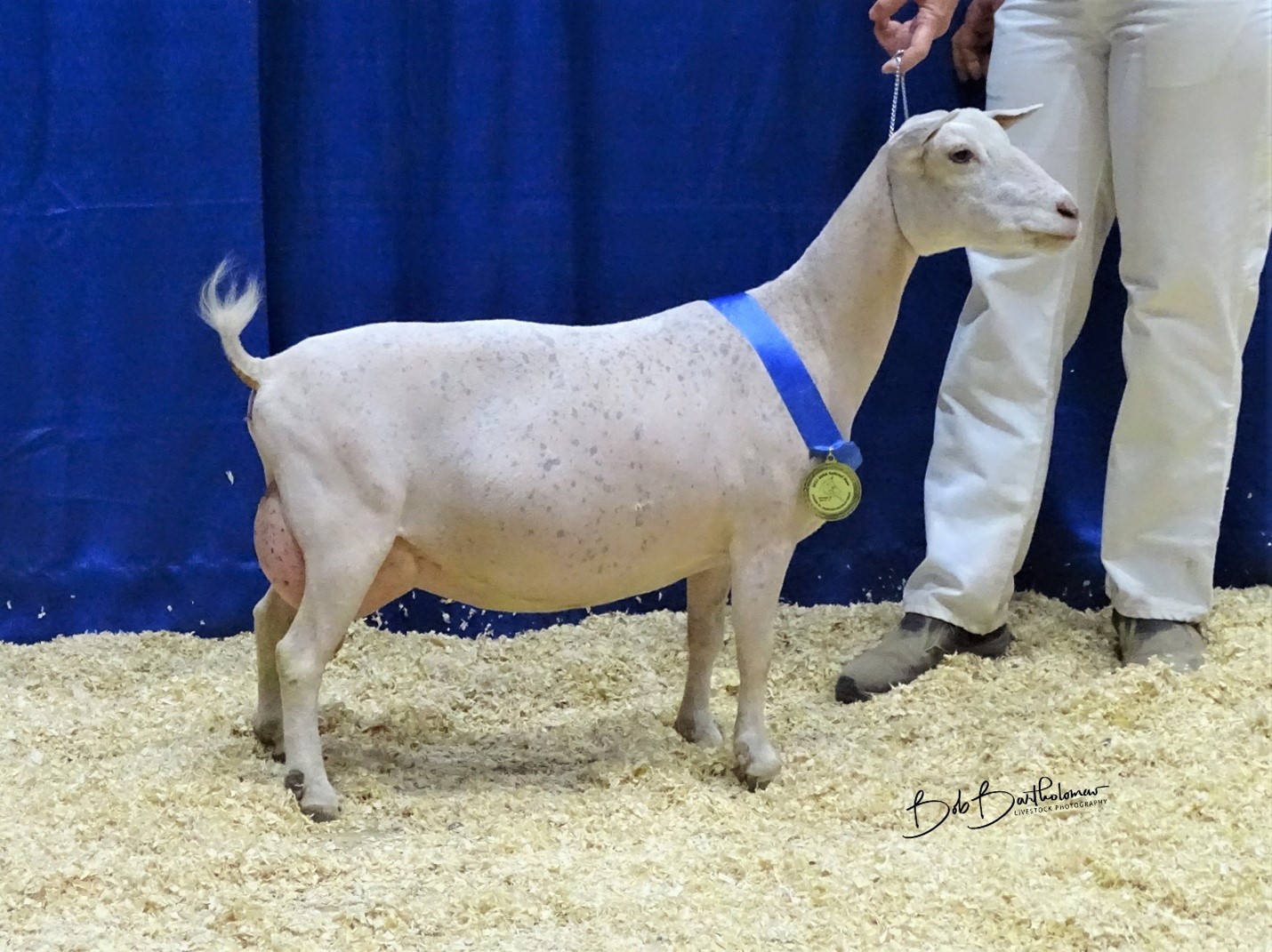 Nigerian Dwarf - American Dairy Goat Association National Show
