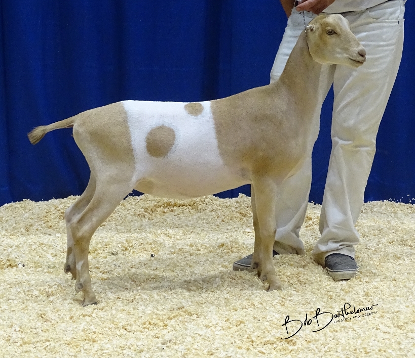 LaMancha - American Dairy Goat Association National Show