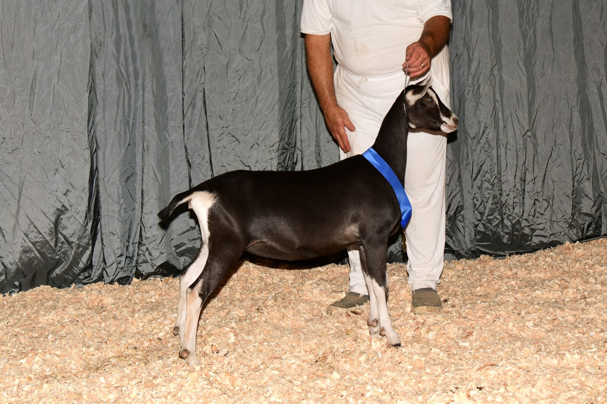Alpine Results - American Dairy Goat Association National Show